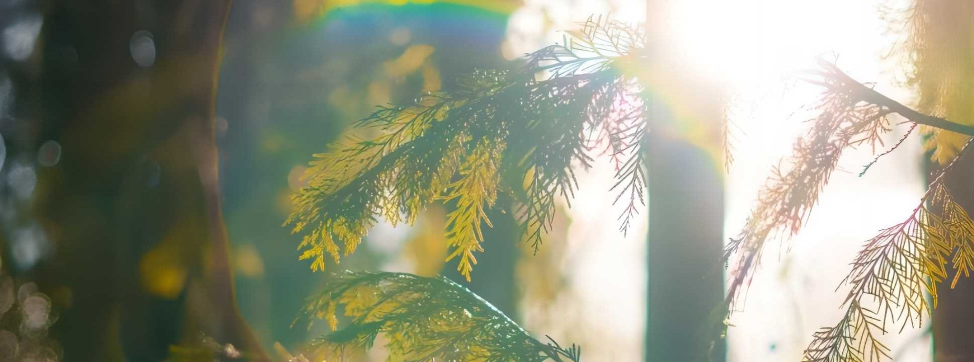 Yujileds - High CRI LED Leader